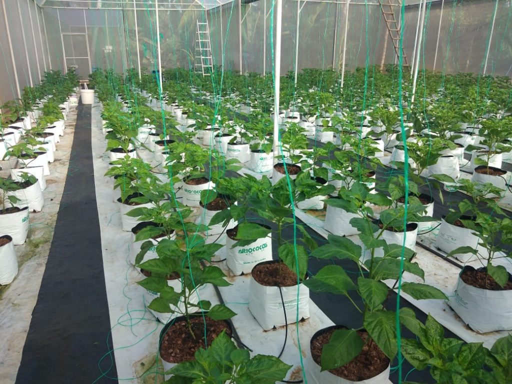 Urban Bioresources – Faculty of Urban and Aquatic Bioresources ...