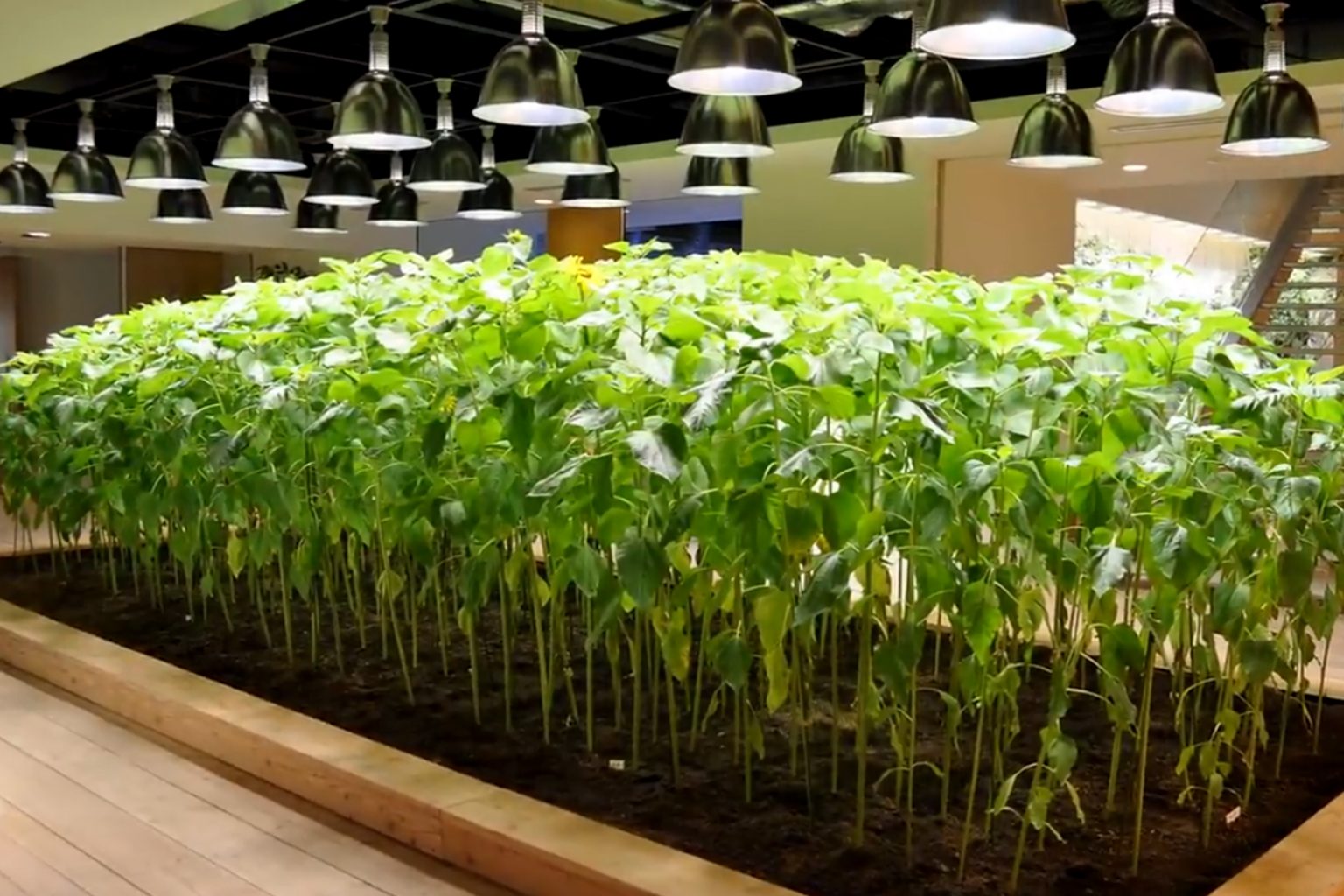 Urban Bioresources – Faculty of Urban and Aquatic Bioresources ...